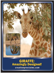 Creation Cards – Biblical Discipleship Ministries